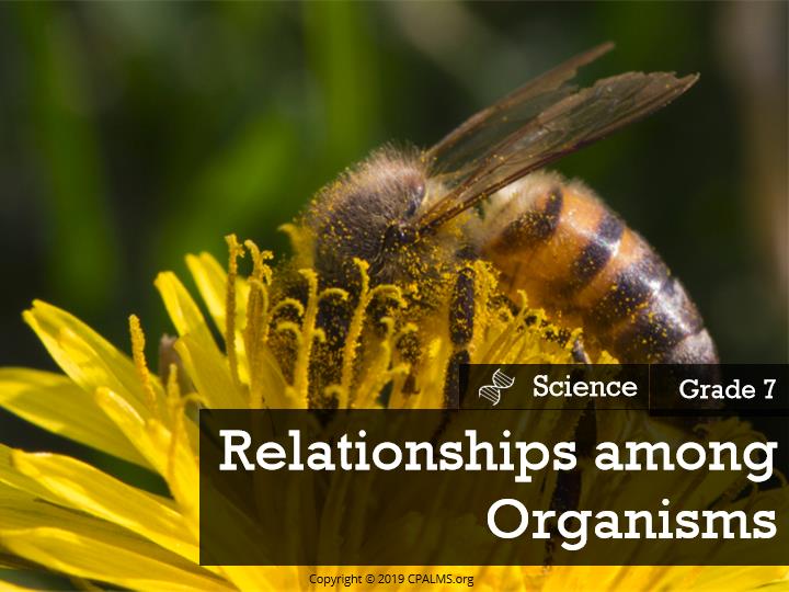 Relationships among Organisms