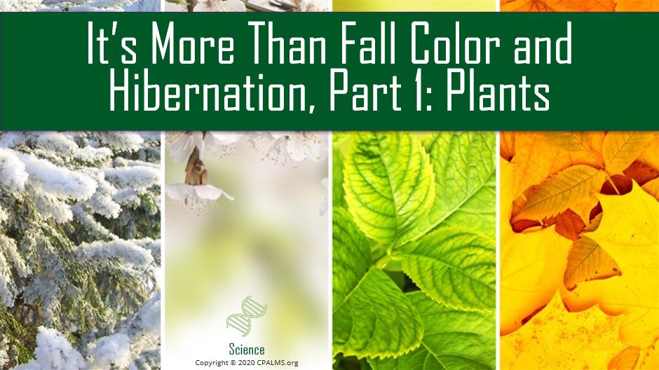 It's More Than Fall Color and Hibernation, Part 1: Plants