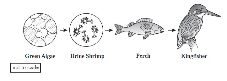 SC.4.L.17.3 - Trace the flow of energy from the Sun as it is ...